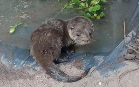 Tenían un lobito de río como mascota, la Policía Ecológica lo rescató y ...